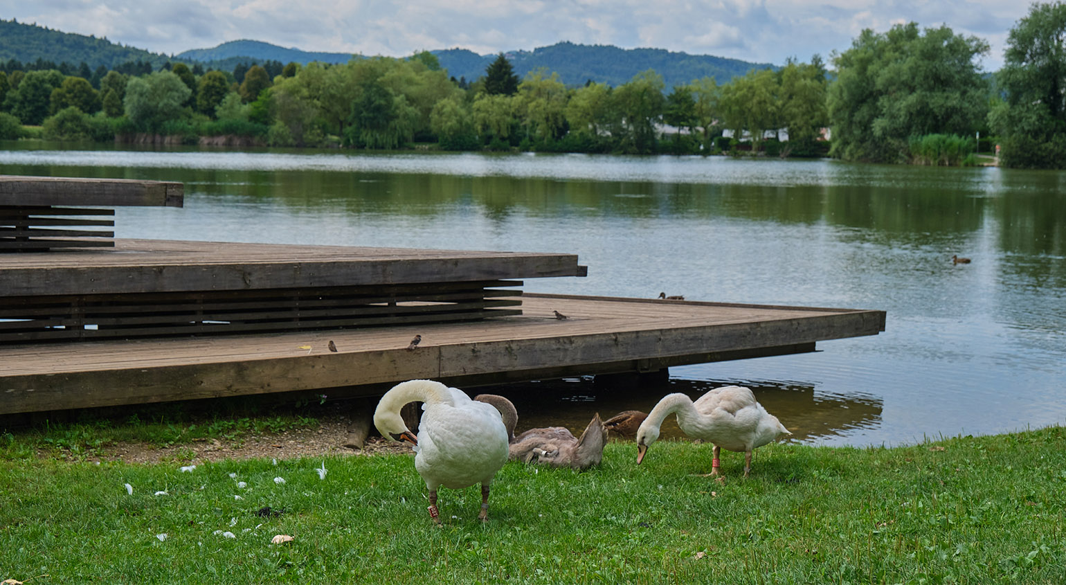 Koseze Pond & Visit Ljubljana