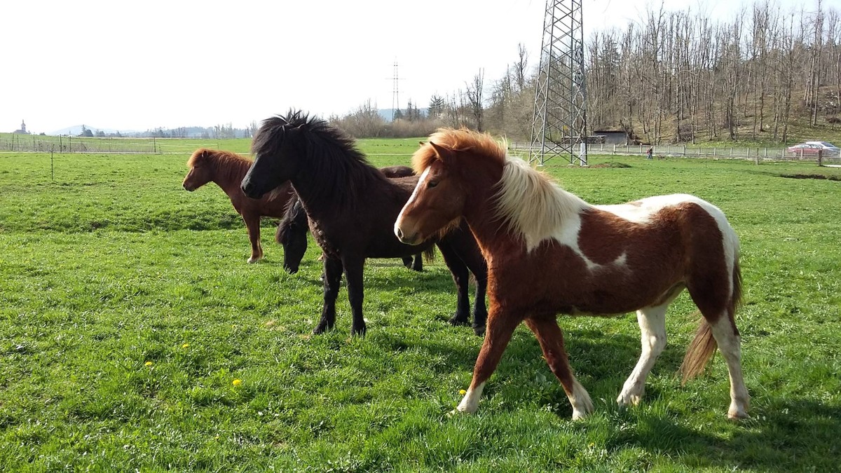 Postojna Cave and visiting the Prestranek estate & Visit Ljubljana