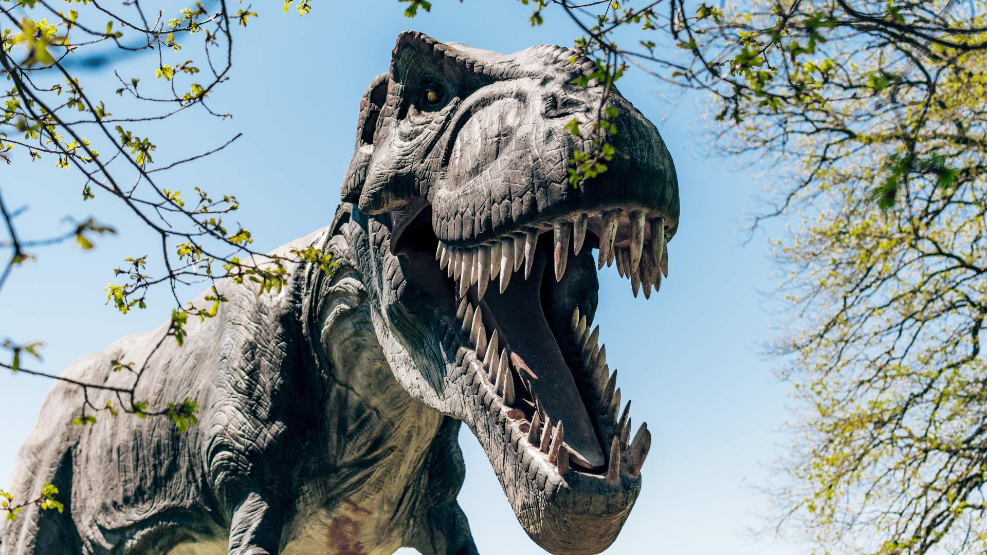 Real Pictures Of Dinosaurs